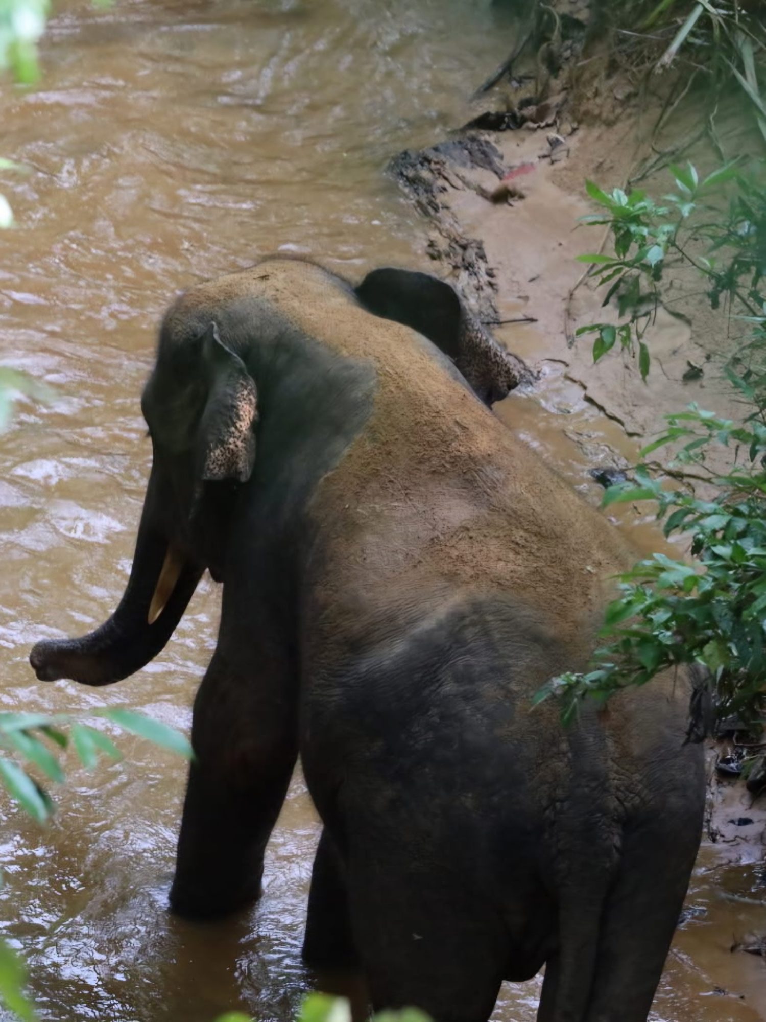Jungle Trekking in Halaban to See Wild Sumatran Elephant - Bukit Lawang ...