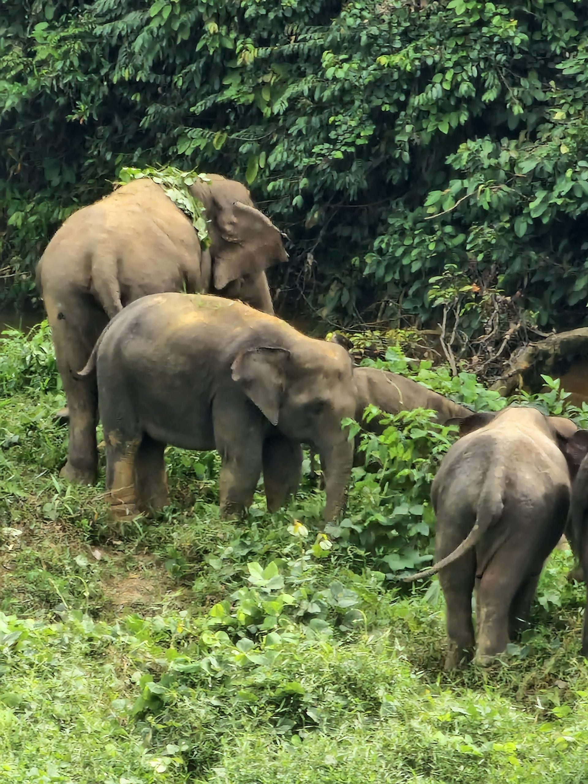Sumatran Elephant Treks in Halaban - Bukit Lawang Ecotourism