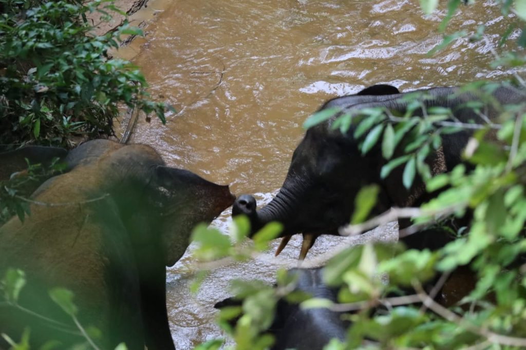 Sumatran Elephant Treks in Halaban - Bukit Lawang Ecotourism